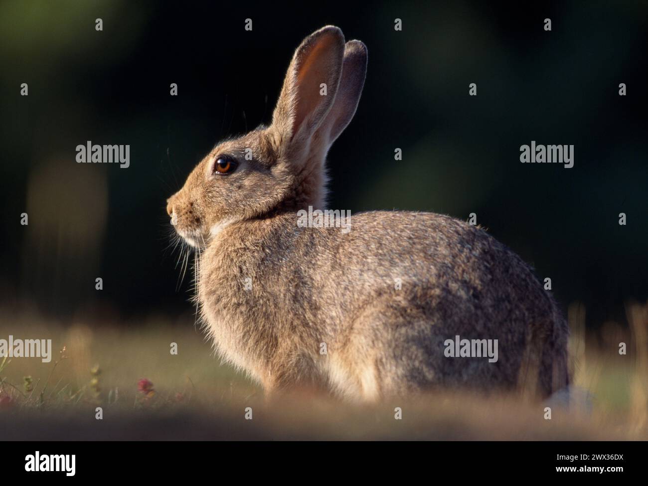 Rabbit (Oryctolagus cuniculus) in evening light beside warren, East ...