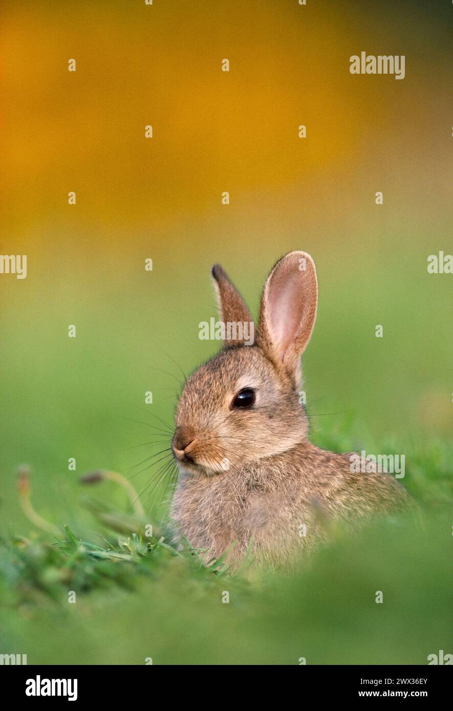 Rabbit (Oryctolagus cuniculus) juvenile in evening light in public park ...