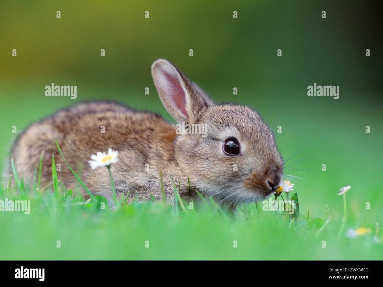 Rabbit (Oryctolagus cuniculus) juvenile rabbit that had strayed onto ...