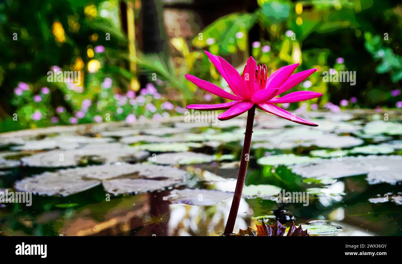 Fantastic pink of water lily in Goa (or Karnataka or Kerala). Other ...