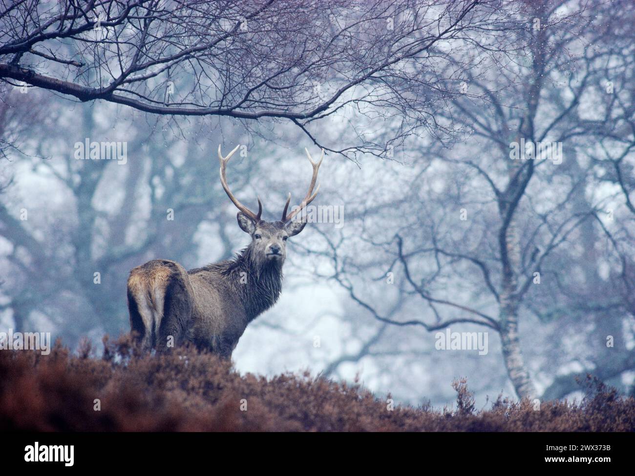 Red Deer (Cervus elaphus) stag in rainy weather in native birchwood ...