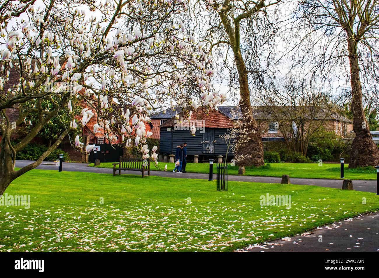 Magnolia tree and typical farm buildings at Hall Place, Bexley Stock ...