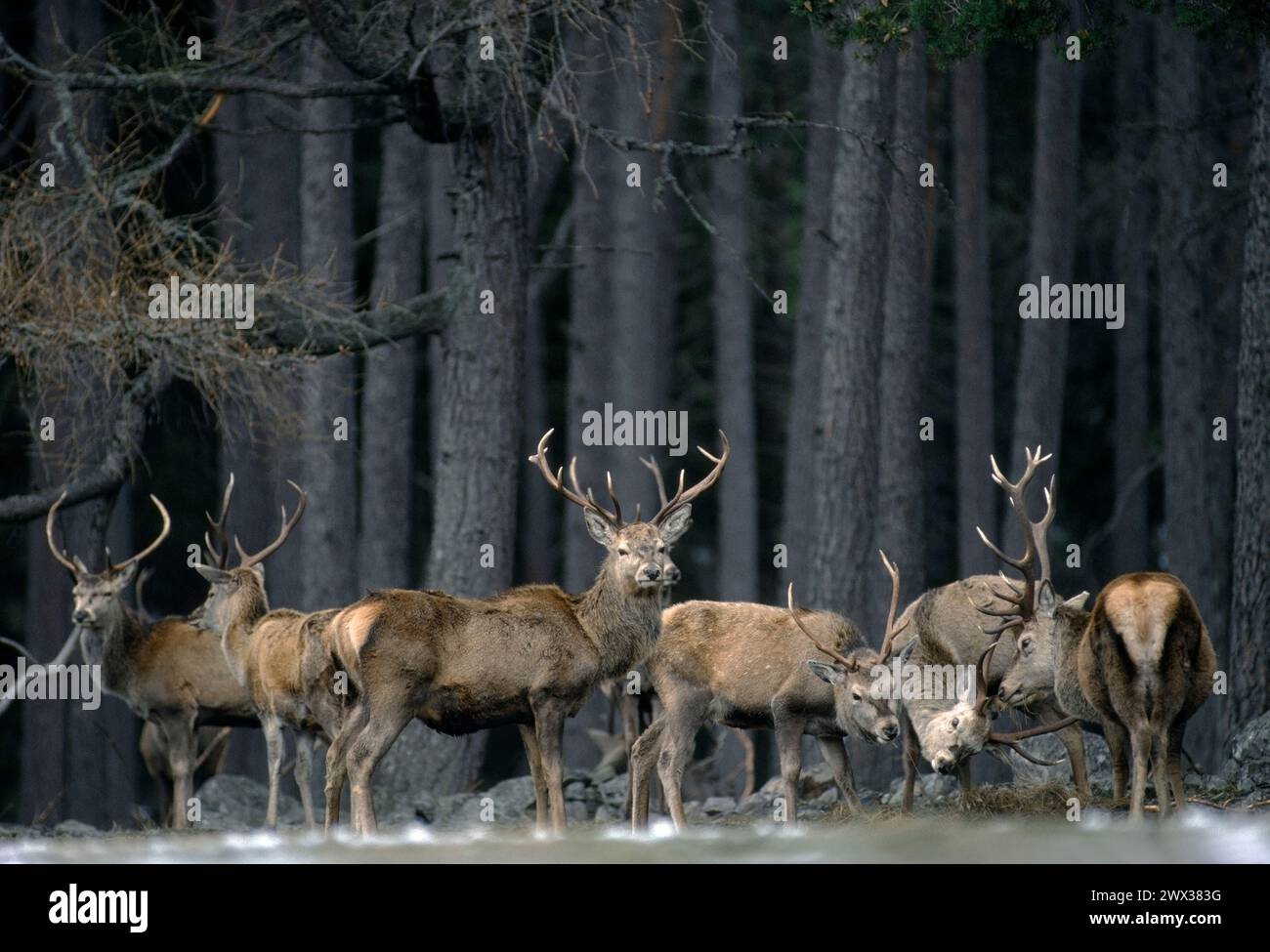Mar lodge estate wildlife hi-res stock photography and images - Alamy