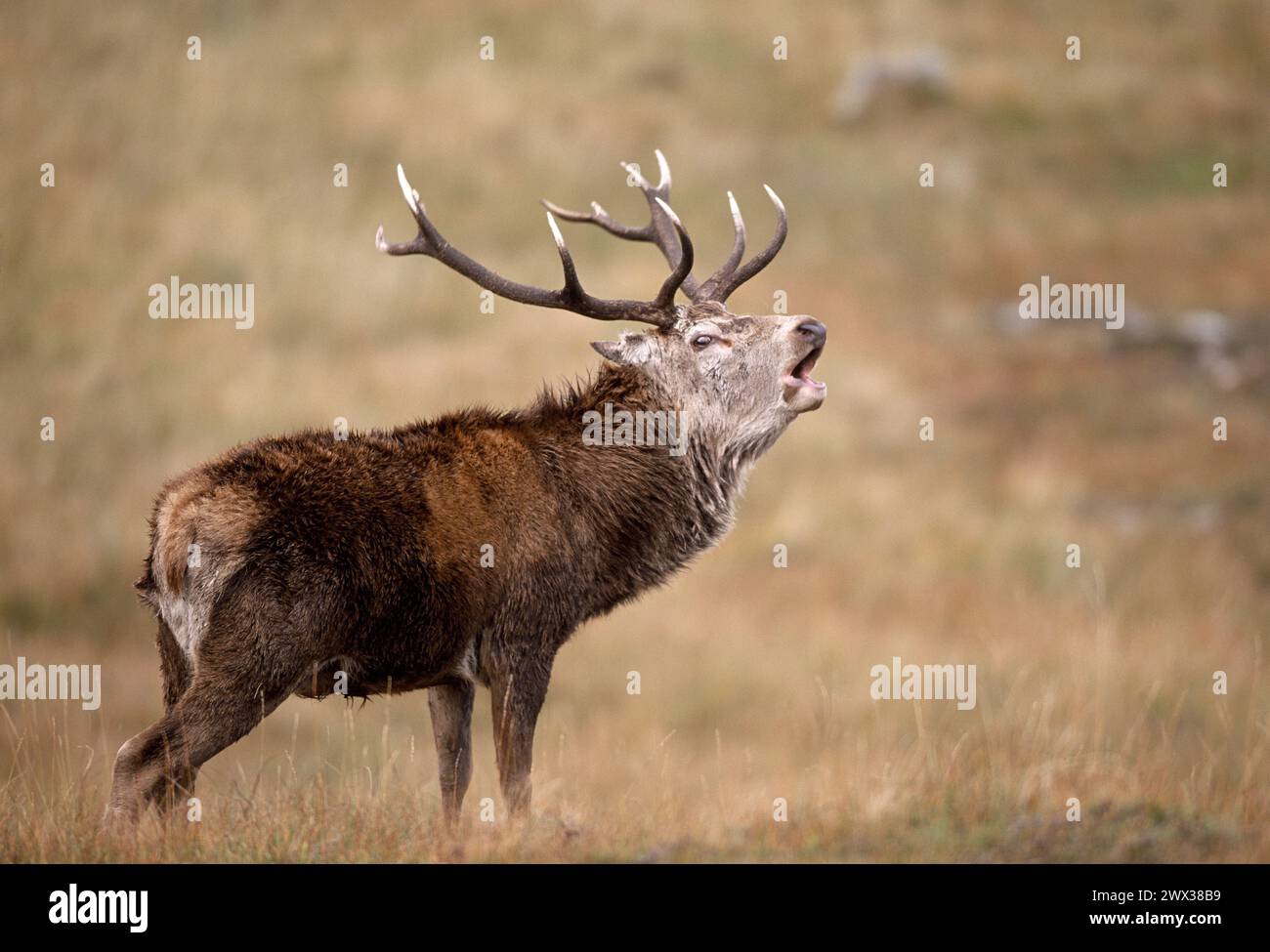 Red Deer (Cervus elaphus) stag roaring in rutting season at Kilmory ...