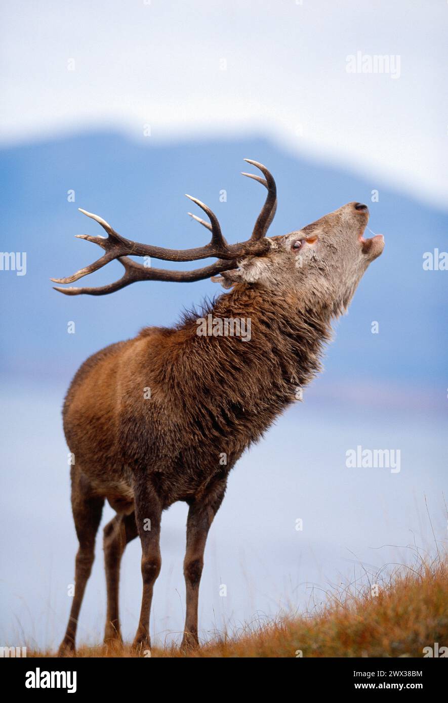 Red Deer (Cervus elaphus) stag roaring in the rutting season at Kilmory ...