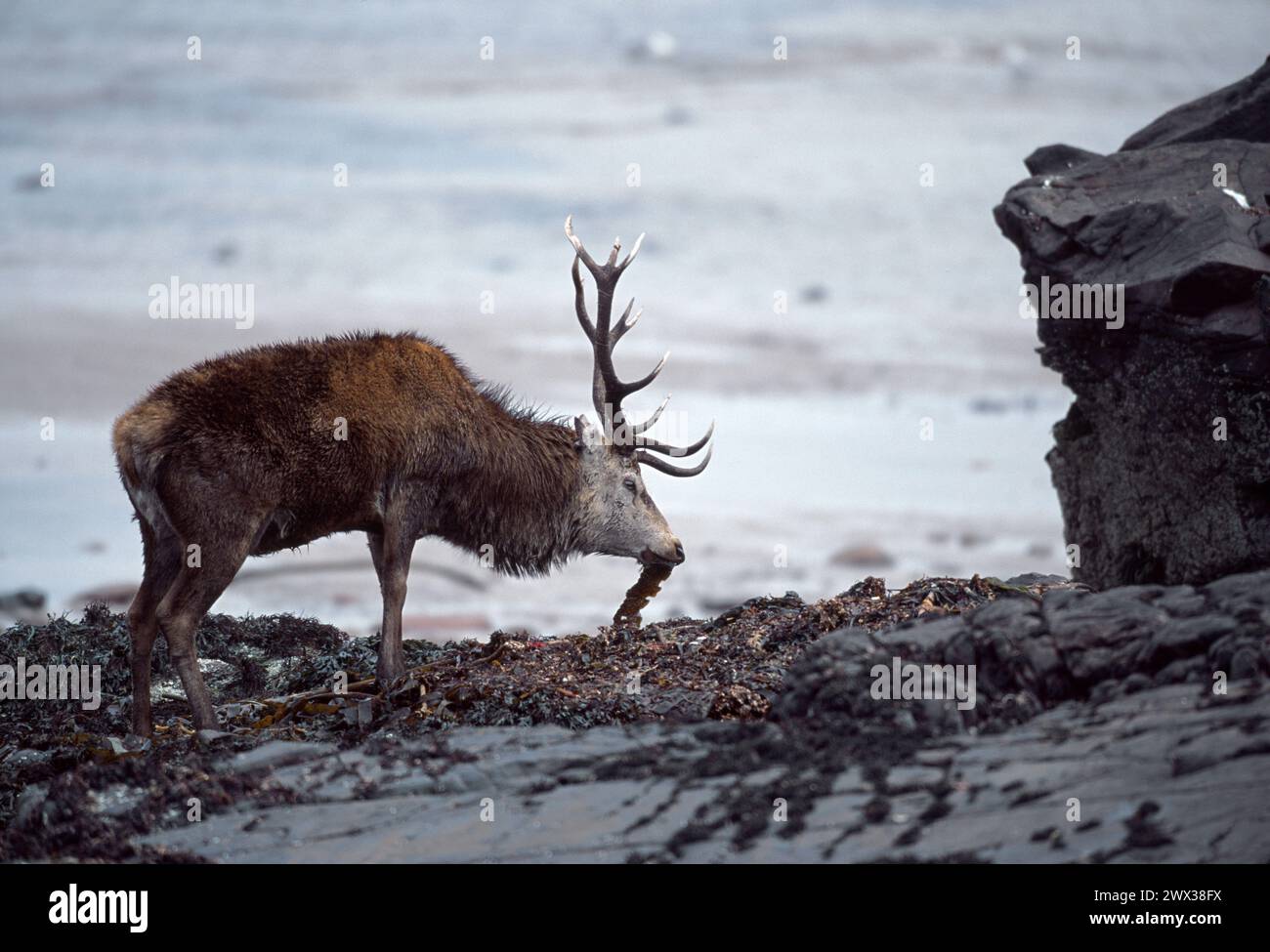 Red Deer (Cervus elaphus) stag eating seaweed from rocks on shore at ...
