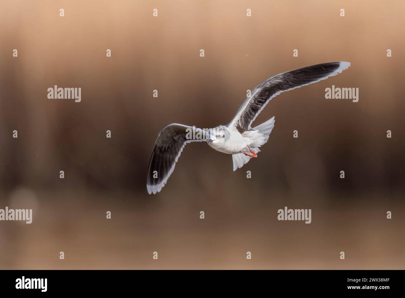 The little gull (Hydrocoloeus minutus), gull belonging to the family ...