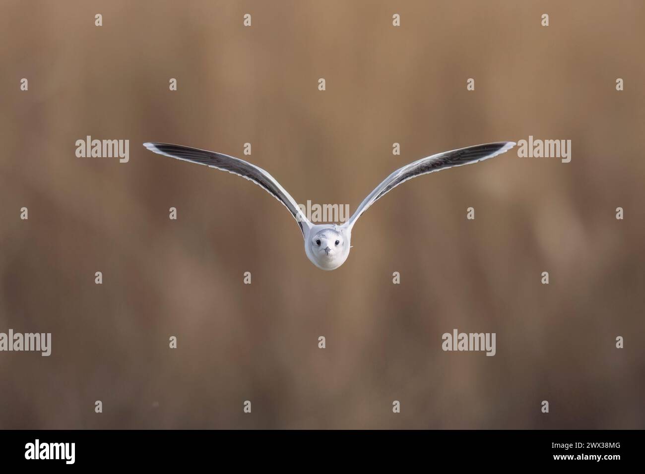 The little gull (Hydrocoloeus minutus), gull belonging to the family ...
