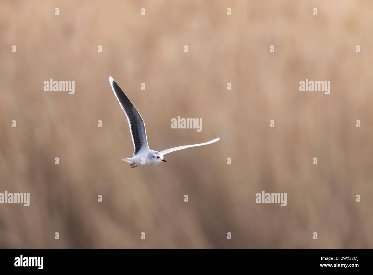 The little gull (Hydrocoloeus minutus), gull belonging to the family ...