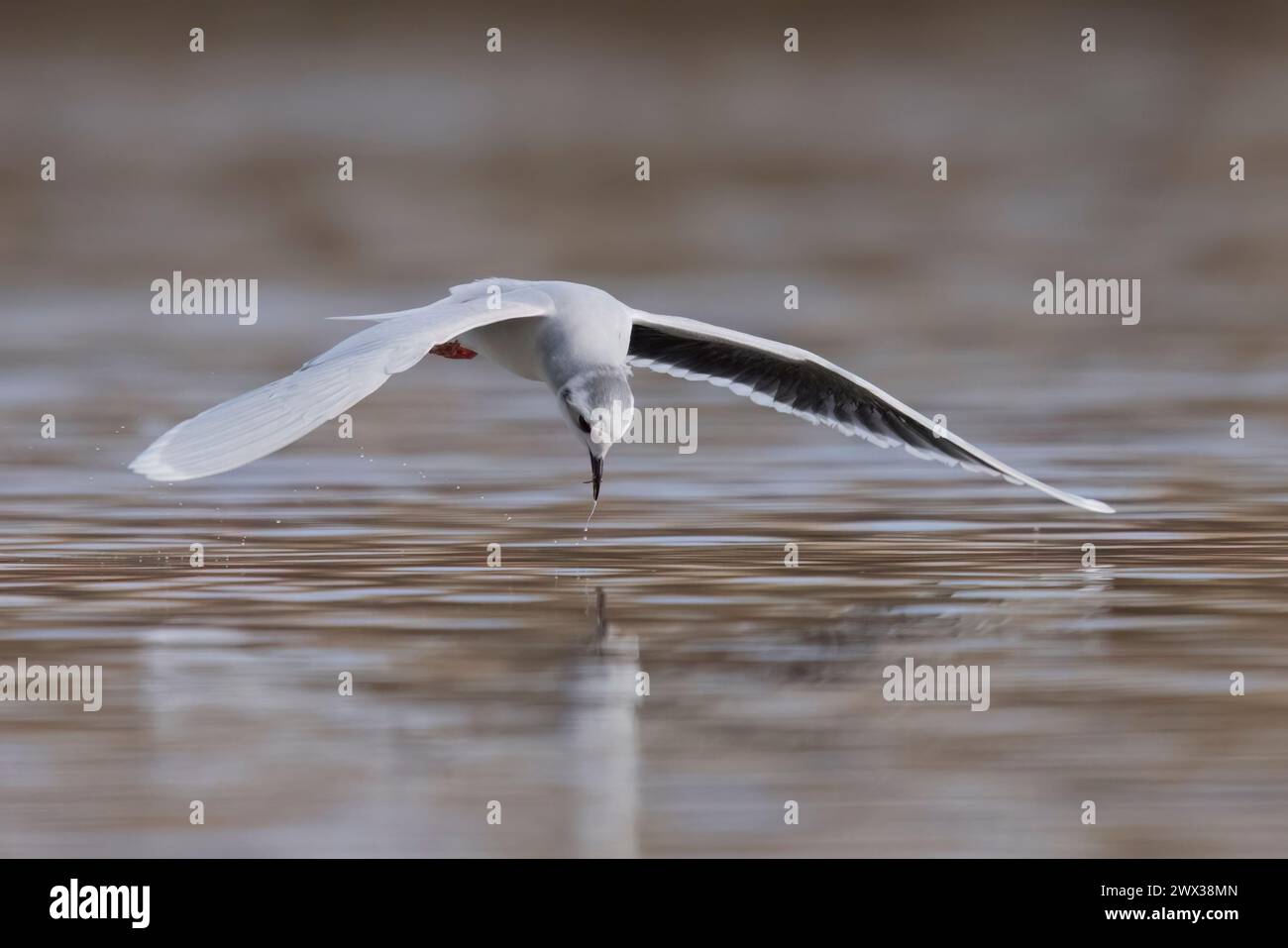 The little gull (Hydrocoloeus minutus), gull belonging to the family ...