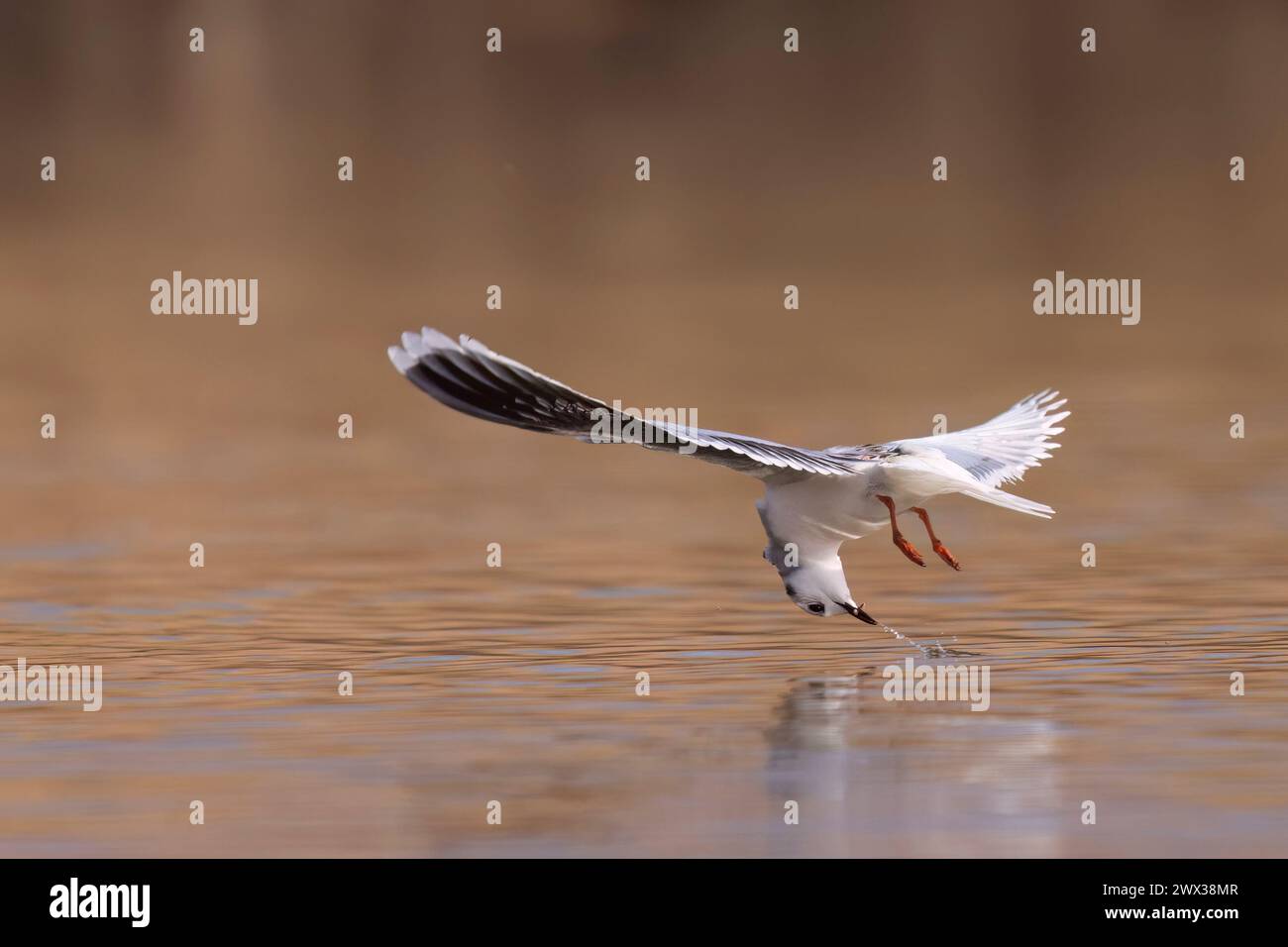 The little gull (Hydrocoloeus minutus), gull belonging to the family ...