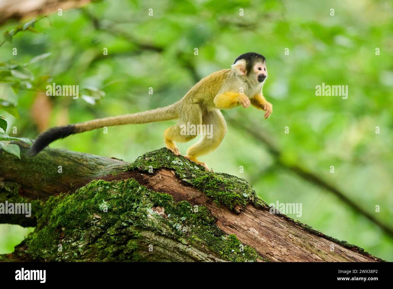 Common squirrel monkey (Saimiri sciureus) jumping in a tree, captive ...