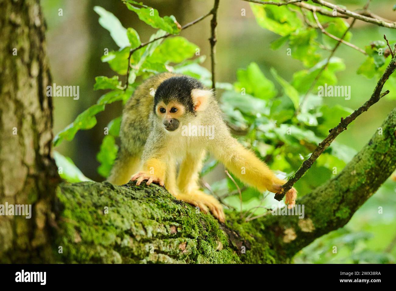 Common squirrel monkey (Saimiri sciureus) in a tree, captive, distribution South America Stock ...