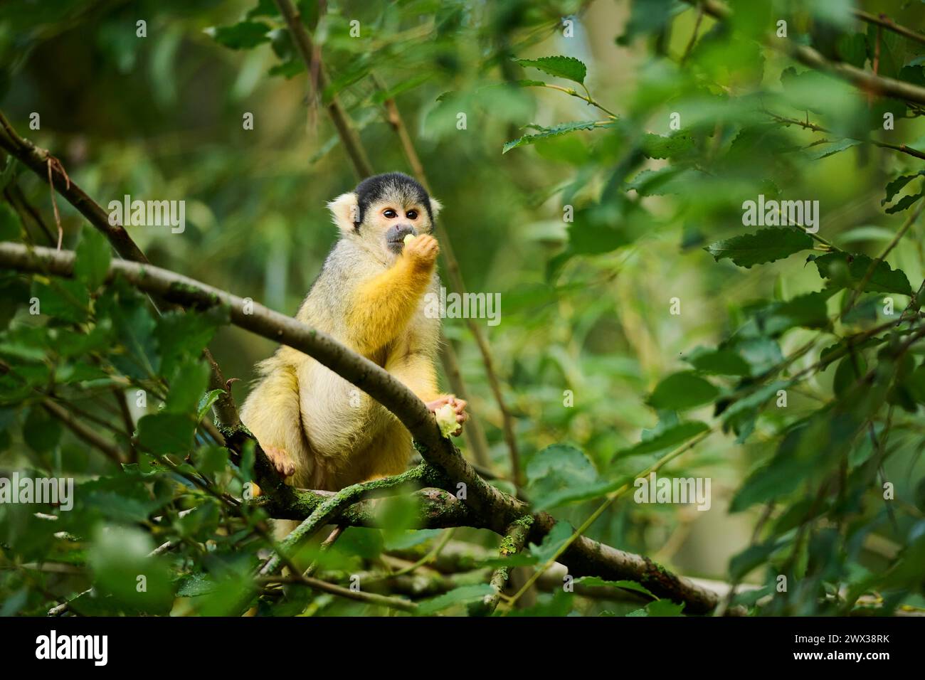 Common squirrel monkey (Saimiri sciureus) in a tree, captive ...