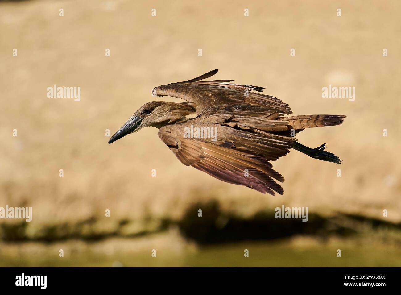 Hamerkop in flight hi-res stock photography and images - Alamy