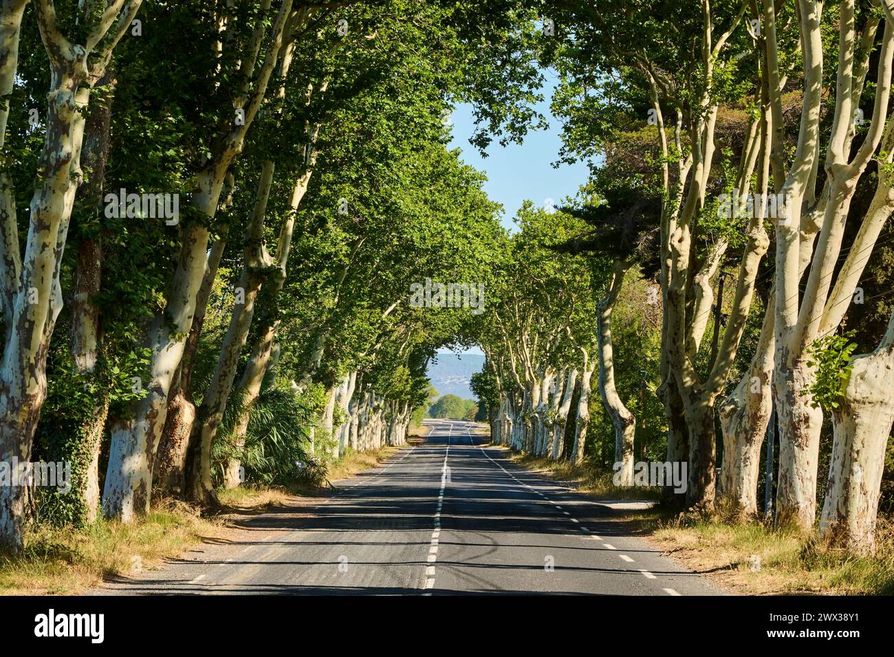 Hybrid plane (Platanus x hispanica, Platanus x acerifolia) growing ...