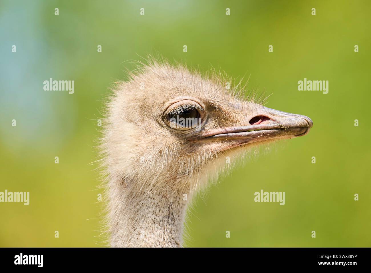 Common ostrich (Struthio camelus) female, portrait Stock Photo - Alamy