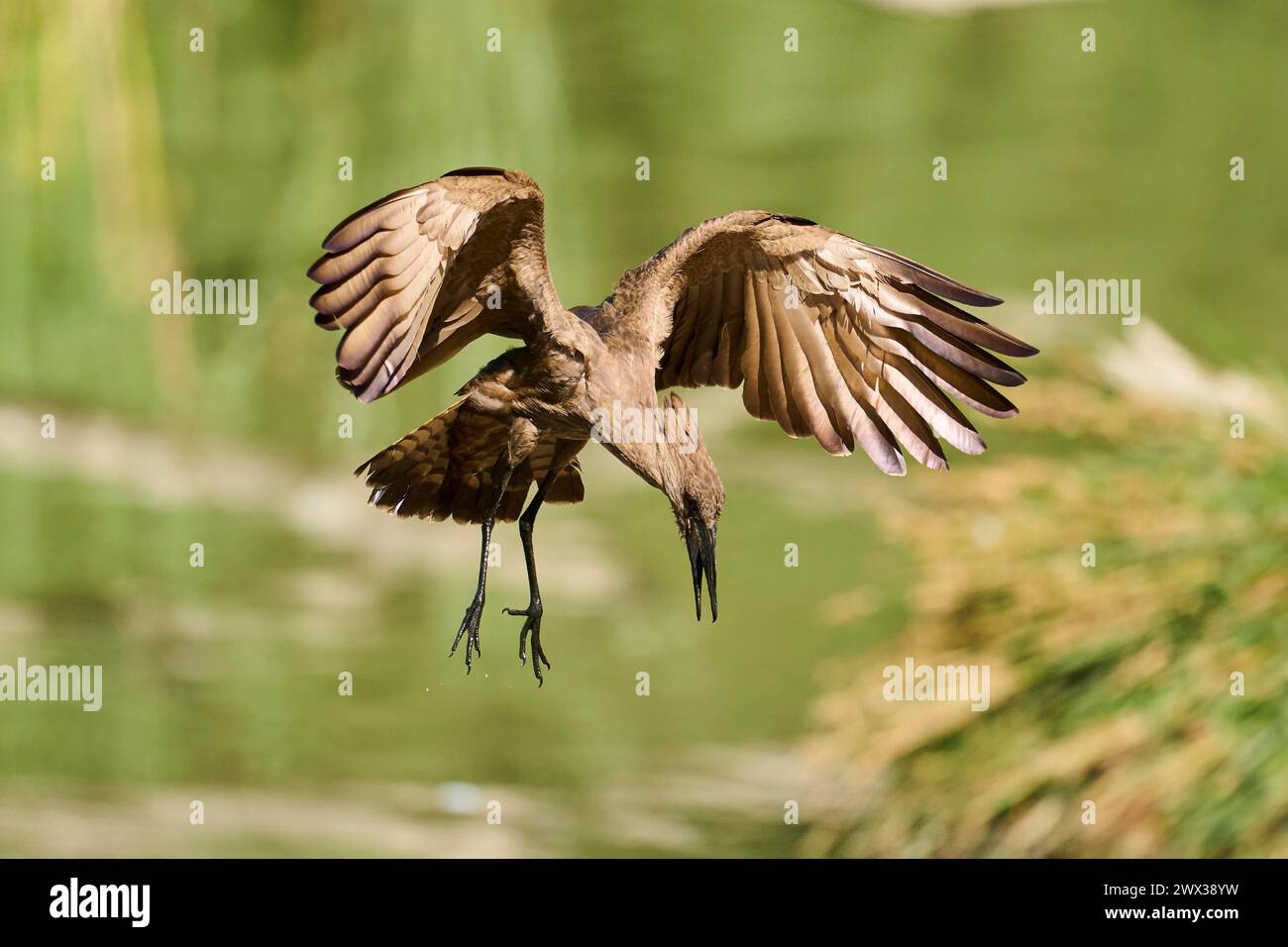 Hamerkop (Scopus umbretta) flying, landing, captive, distribution ...