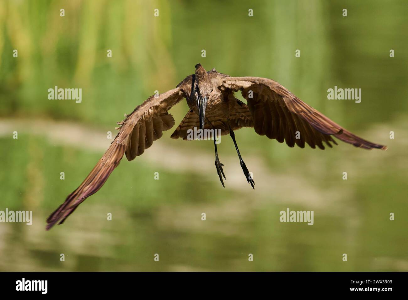 Hamerkop (Scopus umbretta) flying, landing, captive, distribution ...