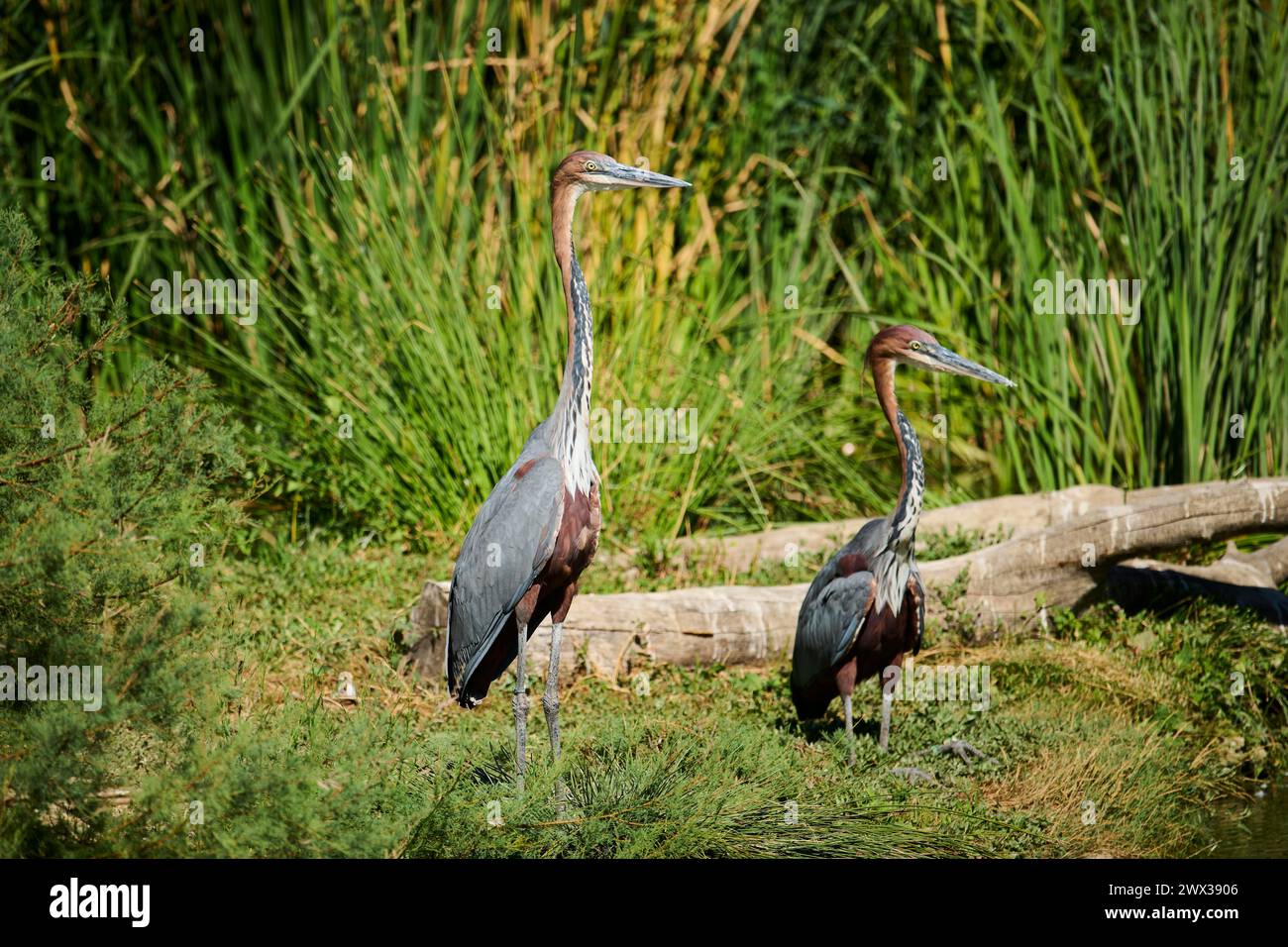 Goliath Heron (Ardea goliath), standing, captive, distribution Africa ...