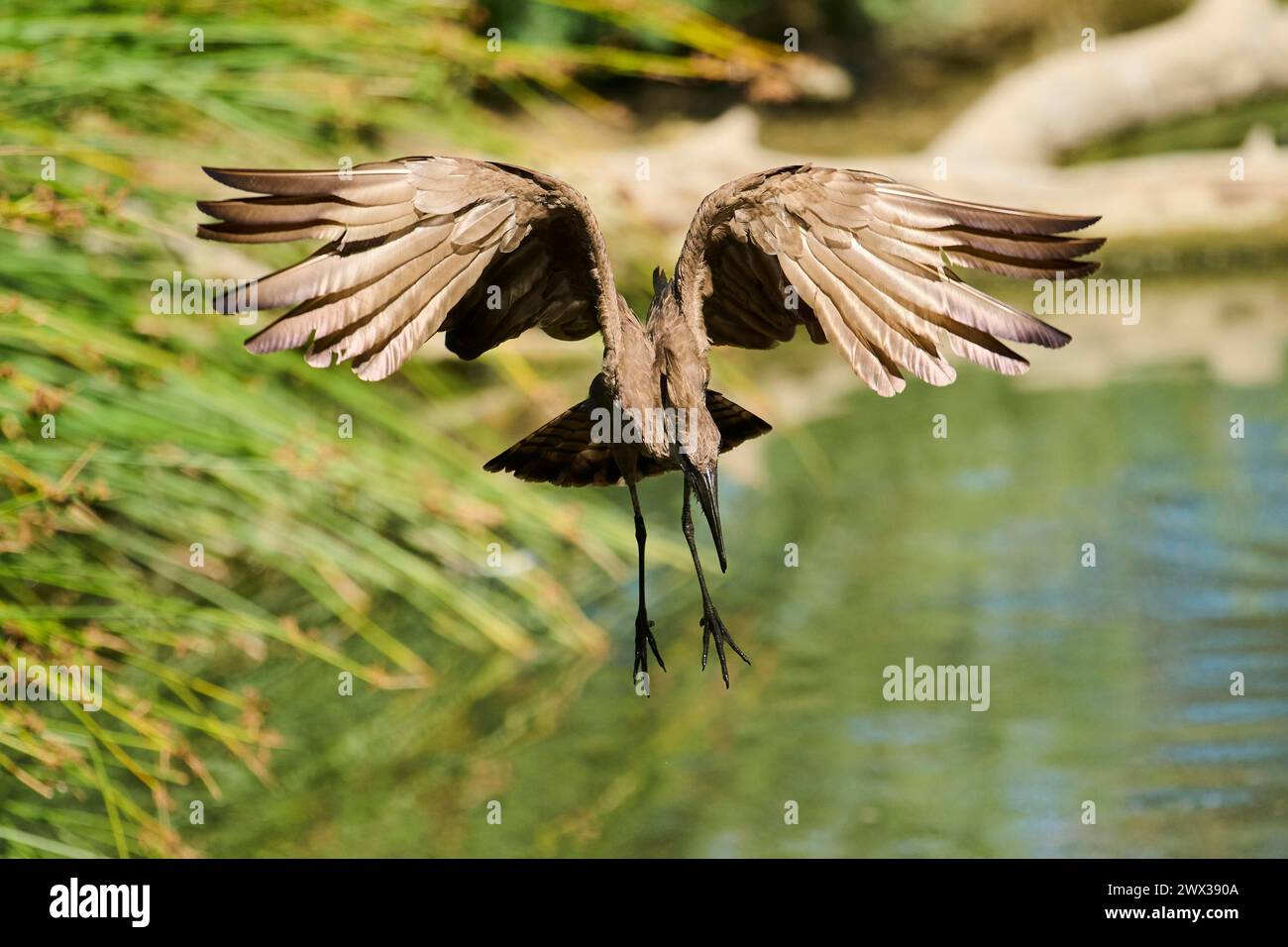 Hamerkop (Scopus umbretta) flying, landing, captive, distribution ...