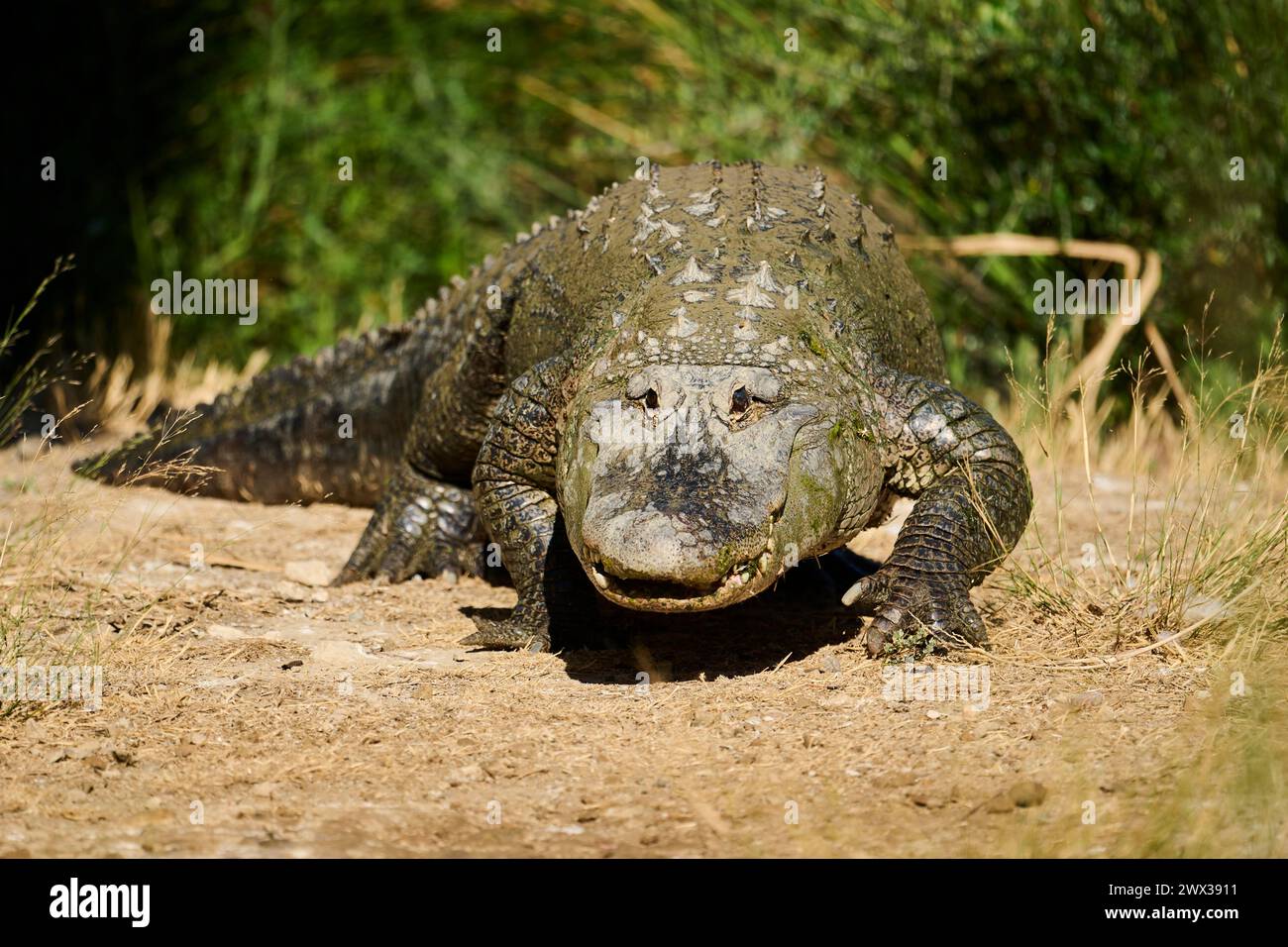 American alligator walking hi-res stock photography and images - Alamy