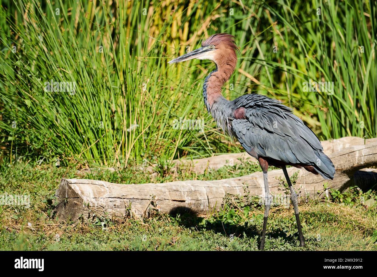 Goliath Heron (Ardea goliath), standing, captive, distribution Africa ...