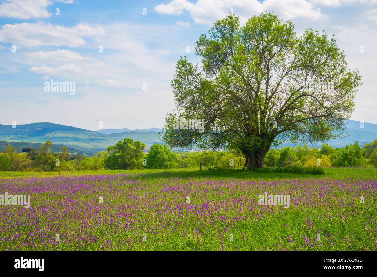 Spring landscape. Gascones, Madrid province, Spain Stock Photo - Alamy