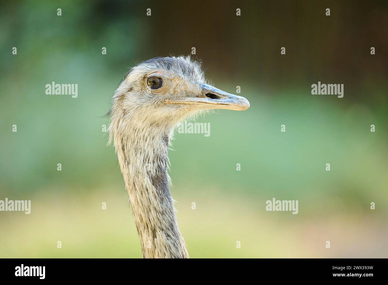 Greater rhea (Rhea americana), portrait, captive, distribution Africa ...