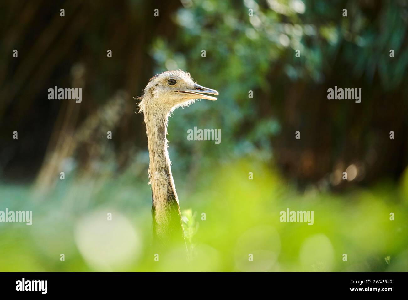 Greater rhea (Rhea americana), portrait, captive, distribution Africa ...