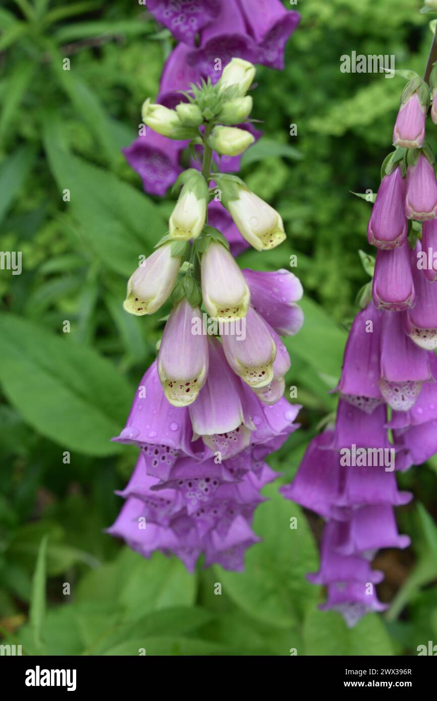 Beautiful flowering foxglove growing in a summer garden with buds and ...