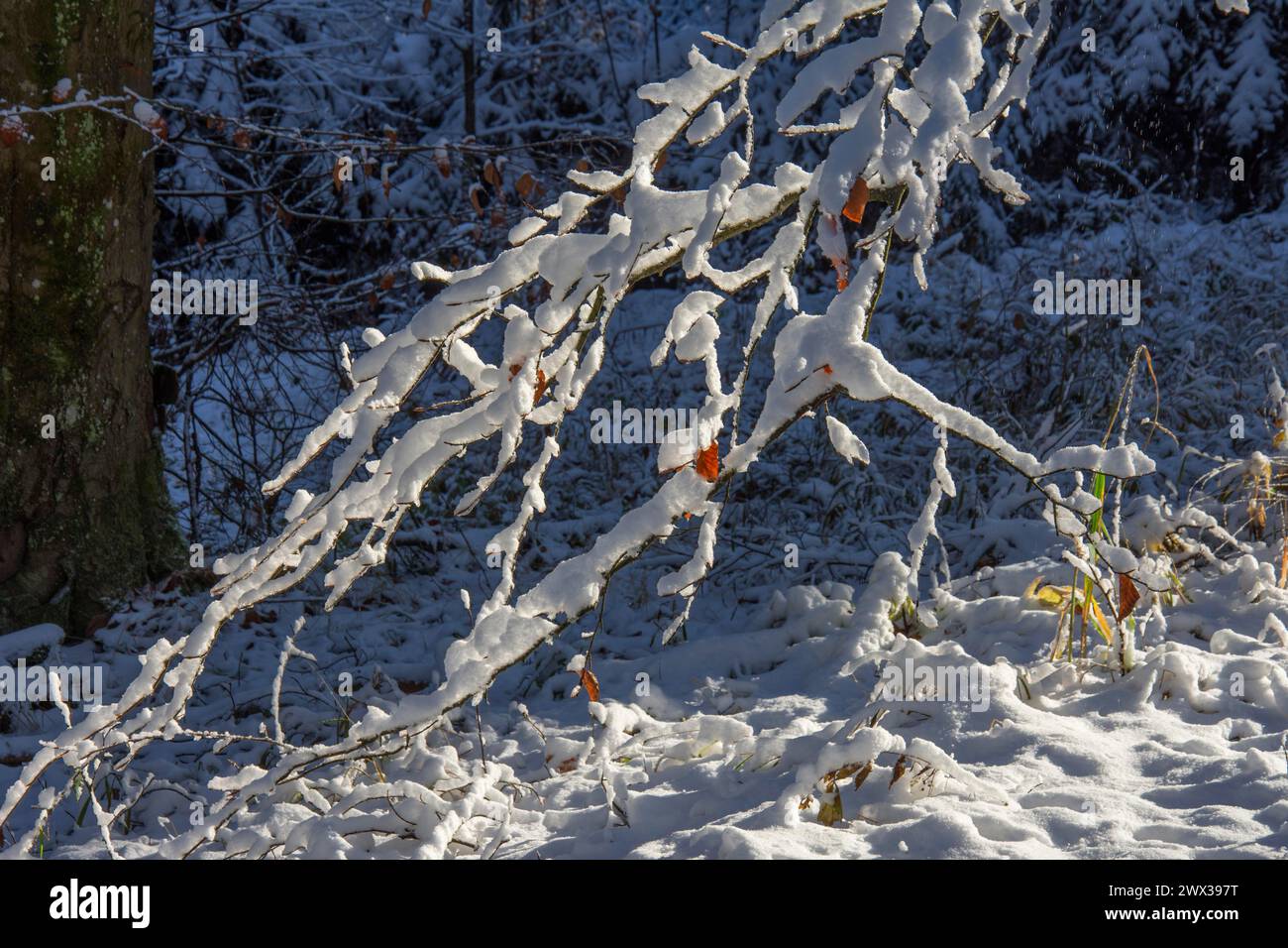 Snow-covered branches crossing in front of a dark forest background ...