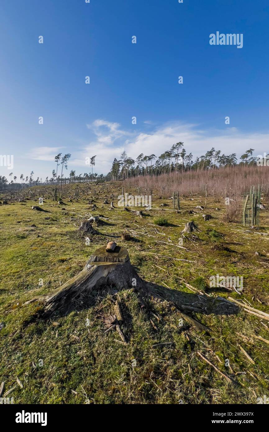 Cleared forest in the Senne landscape, forest, deforestation ...
