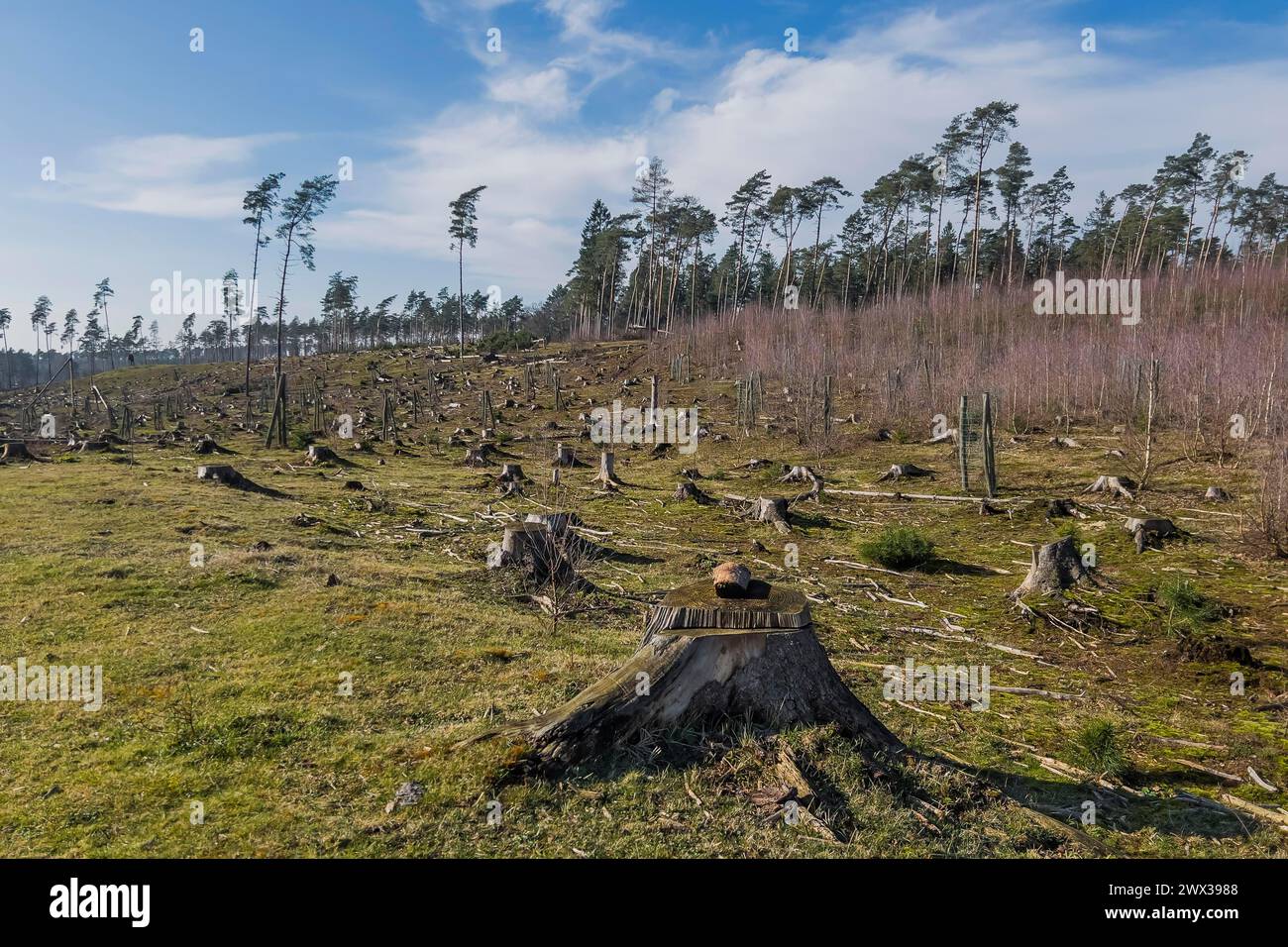 Cleared forest in the Senne landscape, forest, deforestation ...