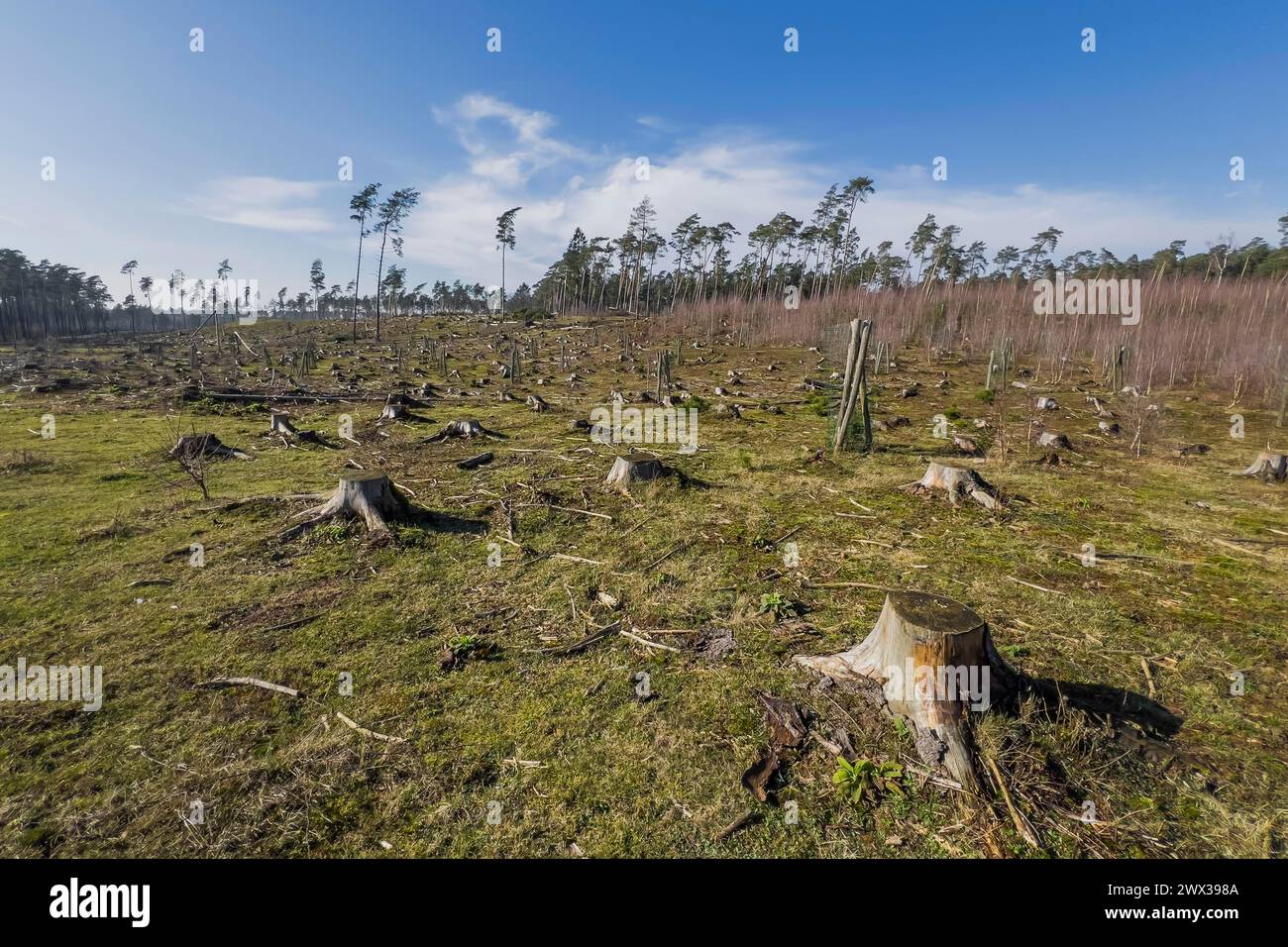 Cleared forest in the Senne landscape, forest, deforestation ...
