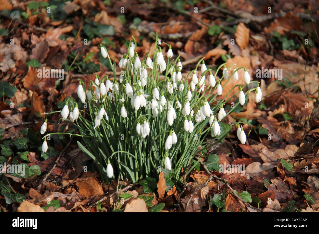 A Collection of White Snowdrop Plants on a Forest Floor Stock Photo - Alamy