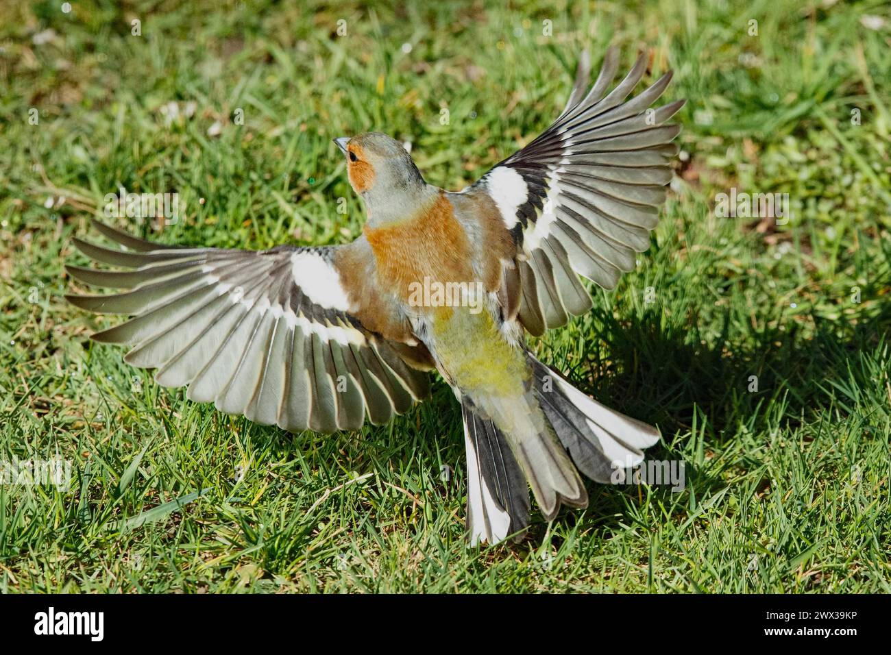 Stand out grass hi-res stock photography and images - Alamy