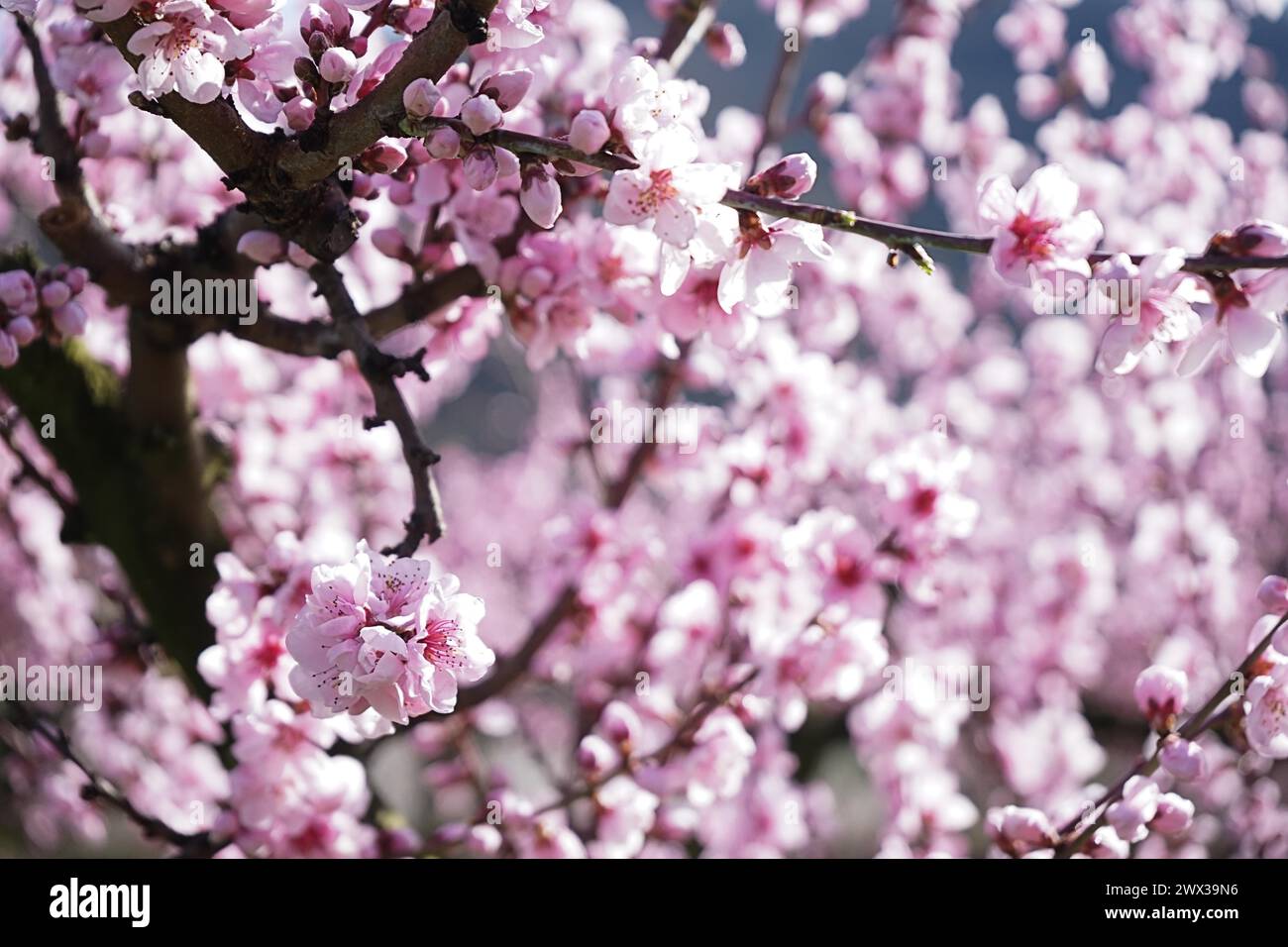 Flowering almond tree with delicate pink blossoms on a sunny spring day ...