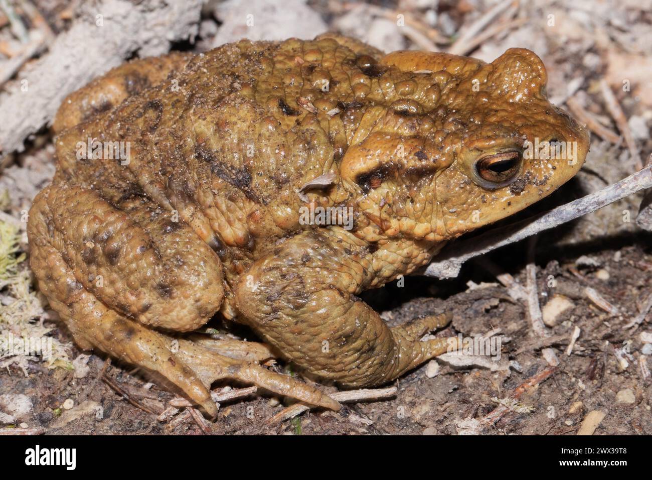 Ground toad hi-res stock photography and images - Alamy