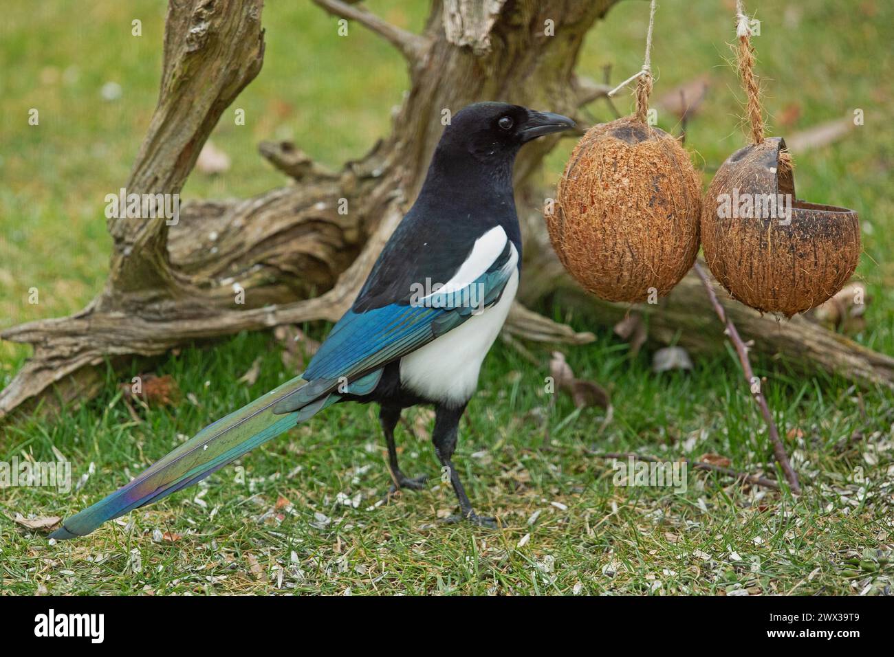 Magpie standing in green grass in front of tree stump and food bowl ...
