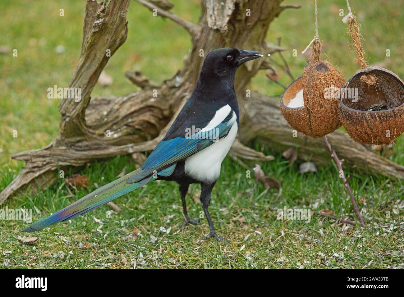 Magpie with food in beak standing in green grass in front of tree stump ...
