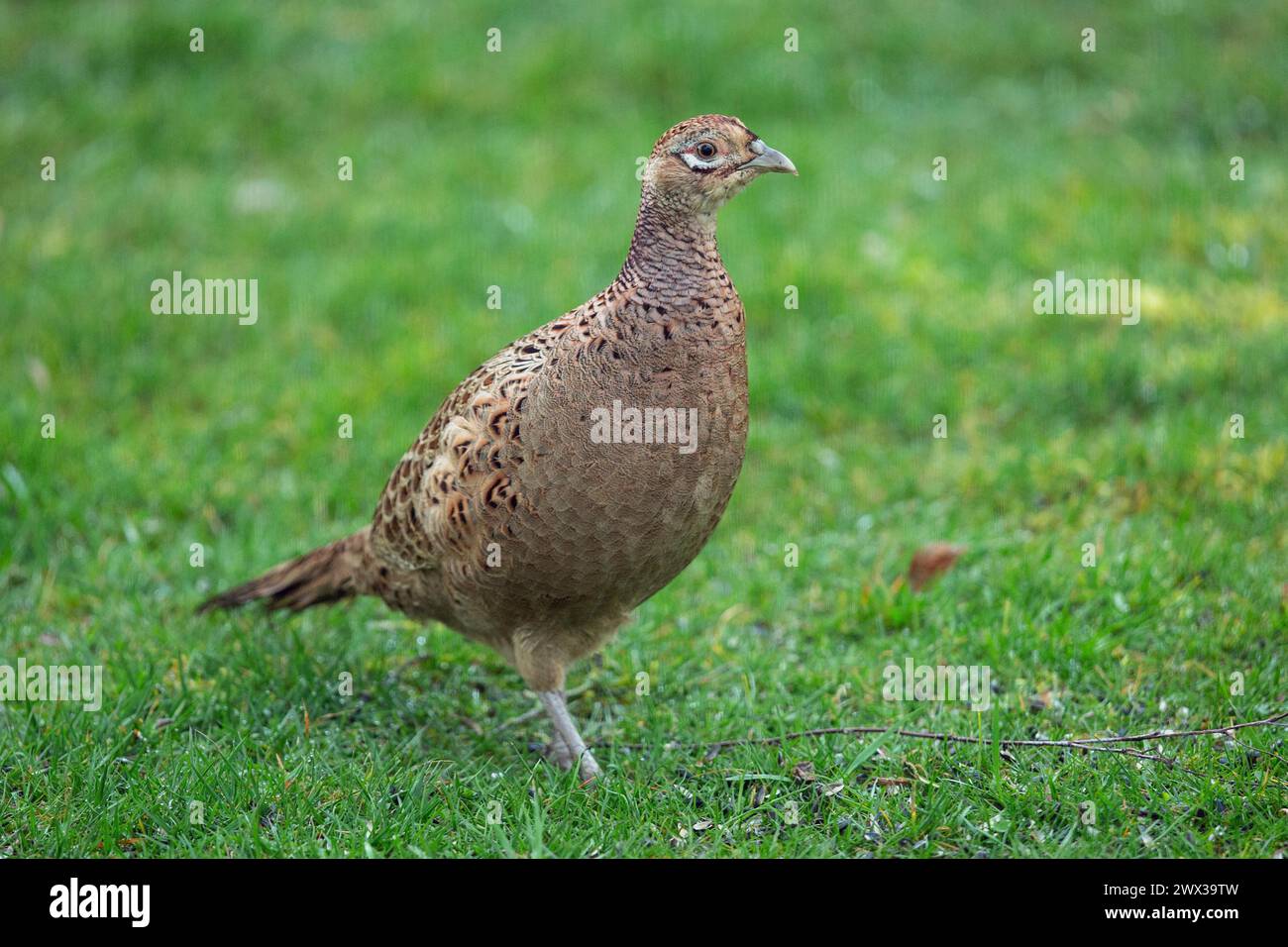 Pheasant female standing in green grass looking right Stock Photo - Alamy