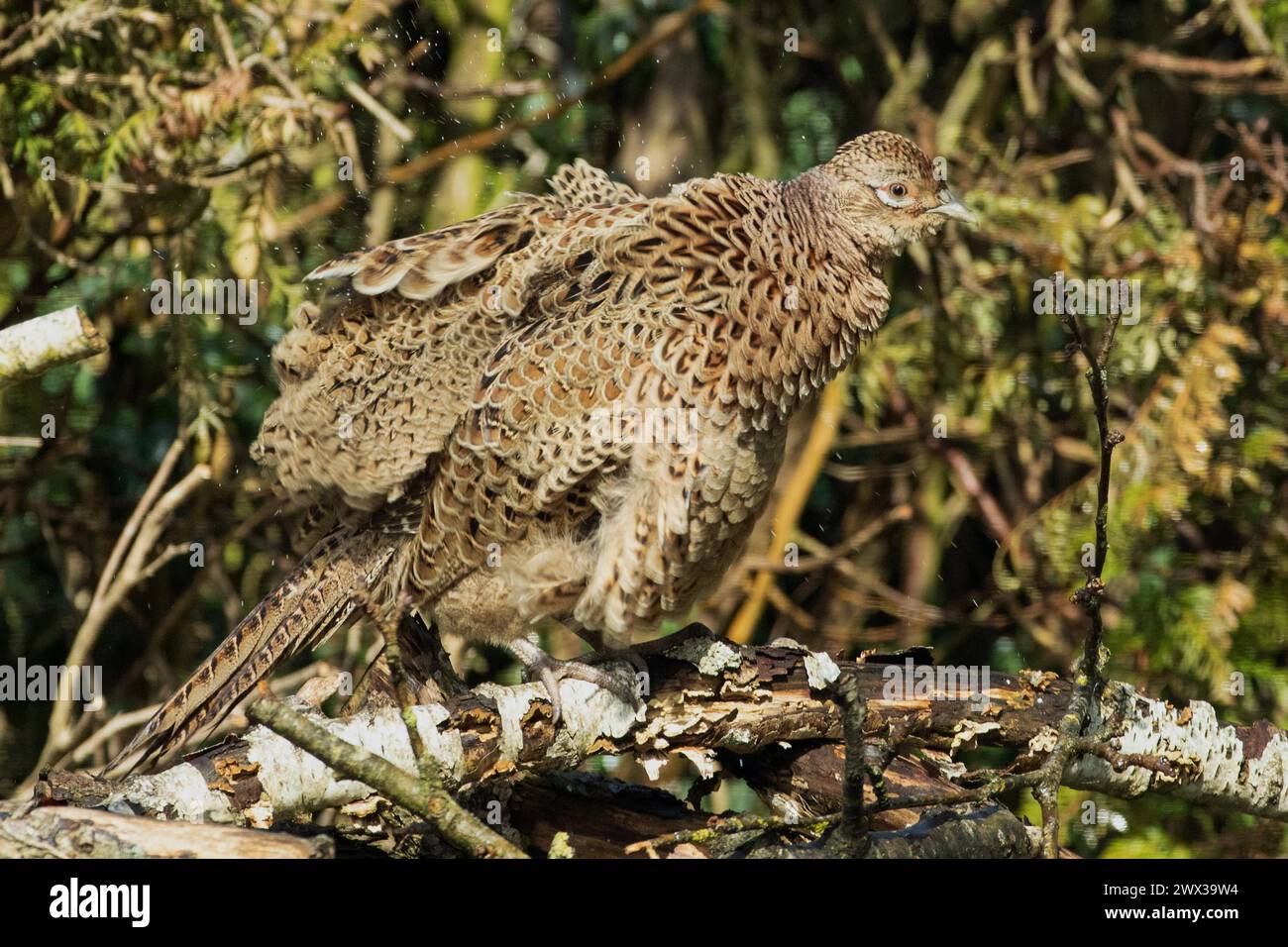 Female pheasant with shaken plumage and water droplets standing on ...
