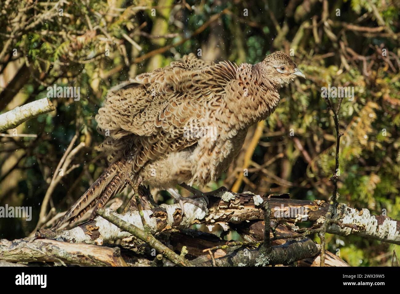 Female pheasant with shaken plumage and water droplets standing on ...