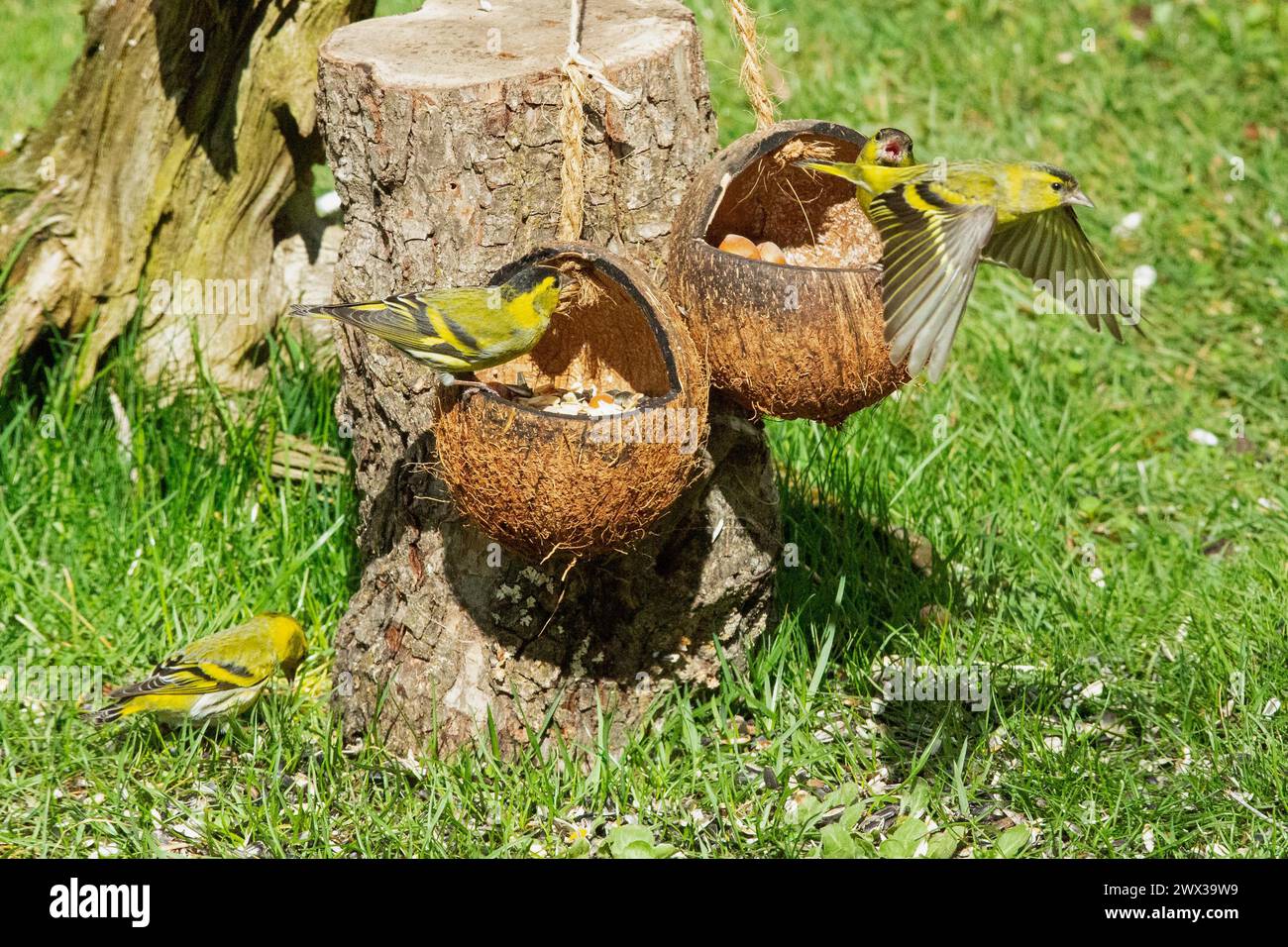 Four small birds hi-res stock photography and images - Alamy