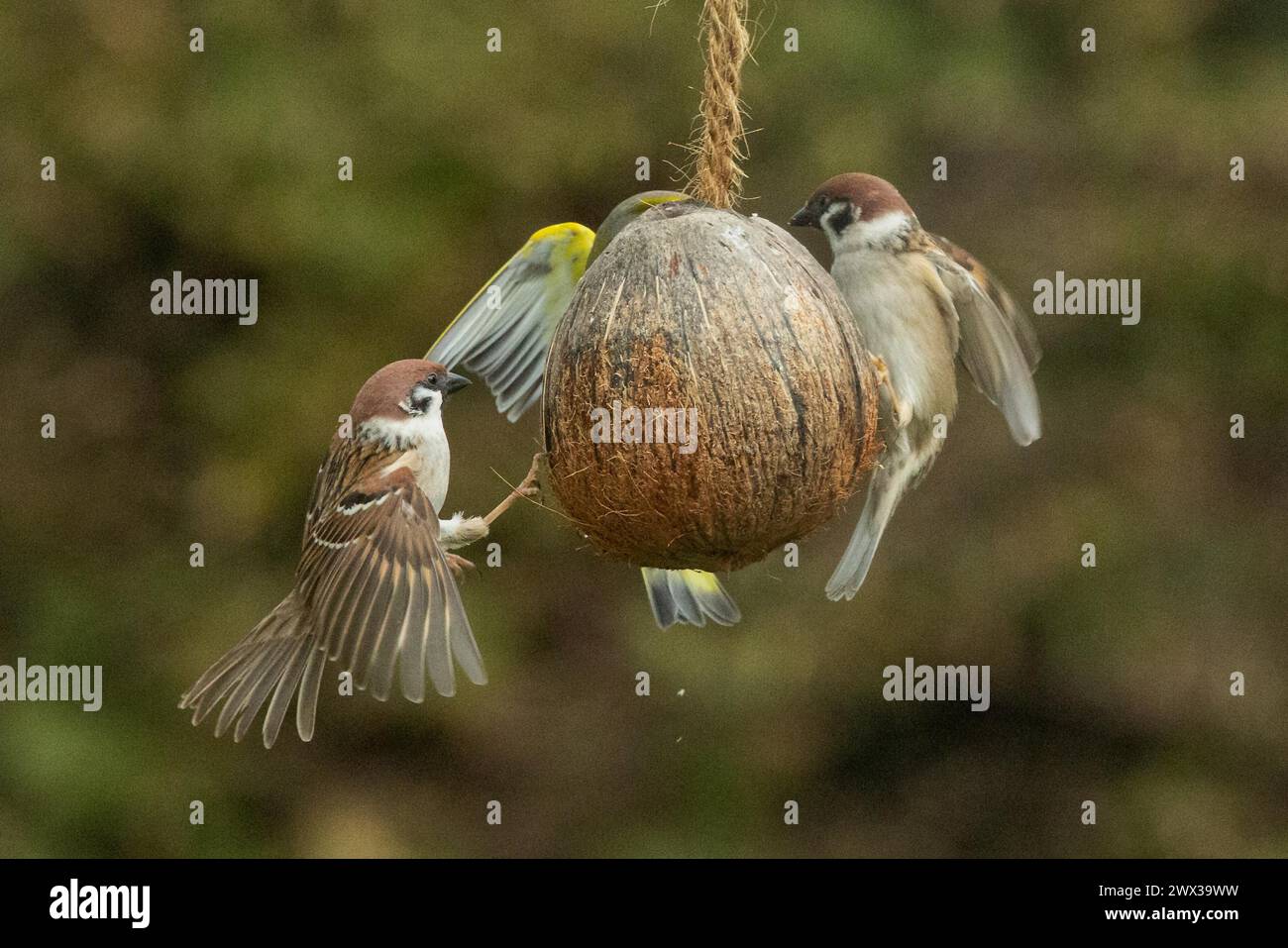 Tree sparrow two birds with open wings hanging from feeding dish ...