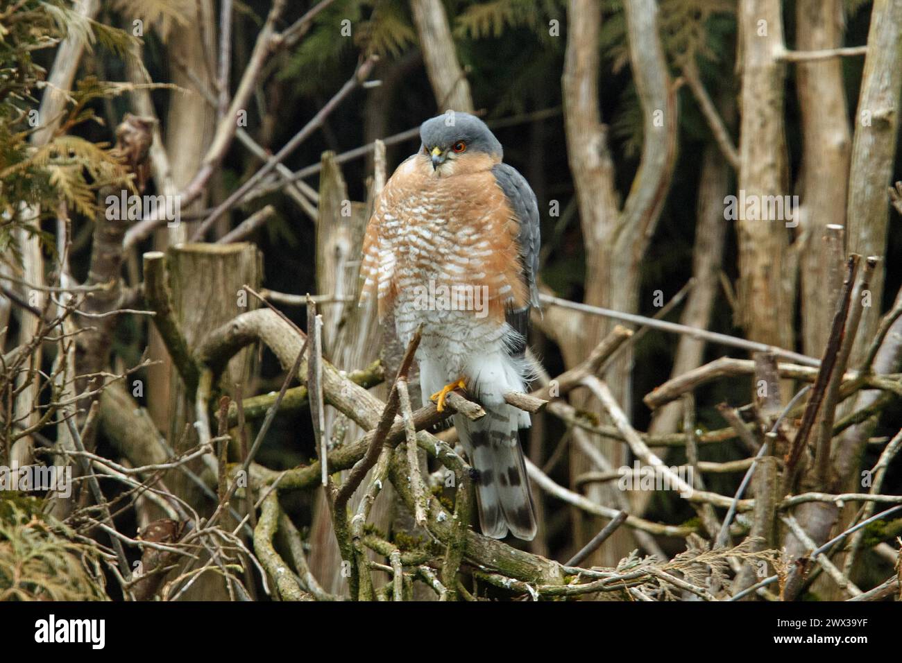 Male sparrowhawk sitting in garden hedge seen from front left Stock ...