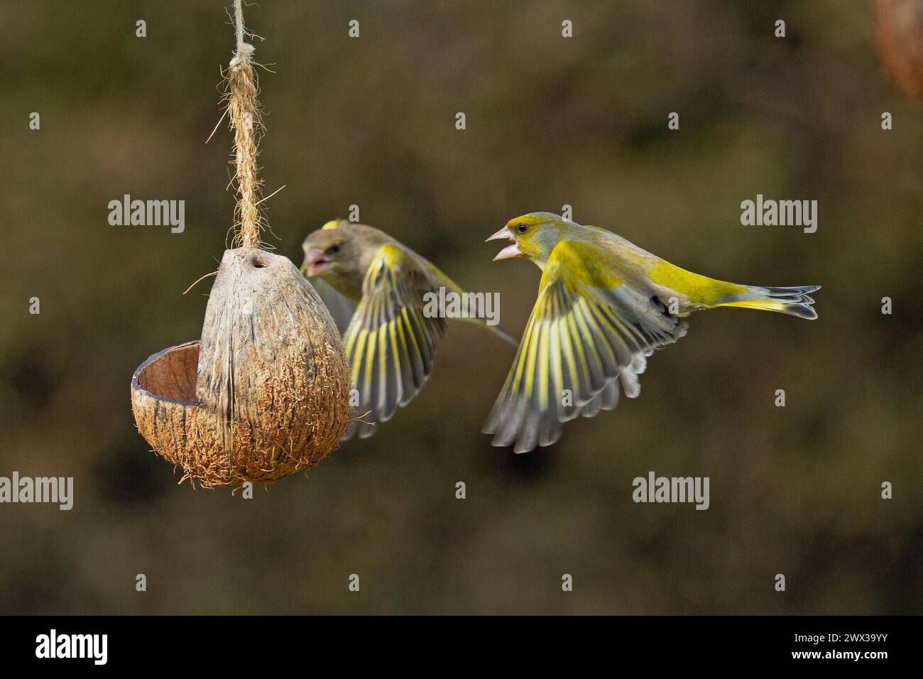 Greenfinch two birds with open beak and open wings flying next to ...