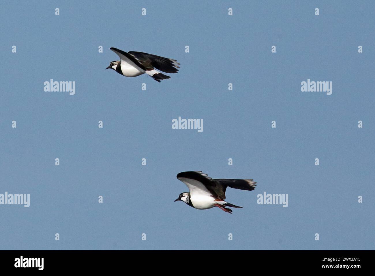 Flying side by side in the sky hi-res stock photography and images - Alamy
