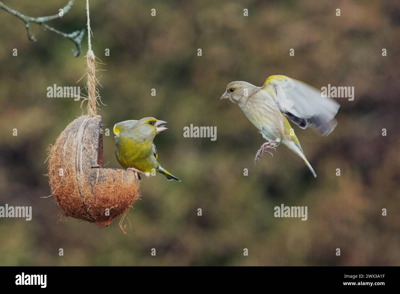 Greenfinch two birds with food in open beak and open wings flying over ...